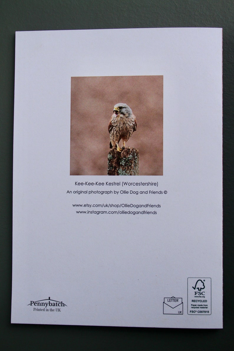 Kestrel Card - Kestrel Greeting Card - Bird of Prey Card - Kestrel ...