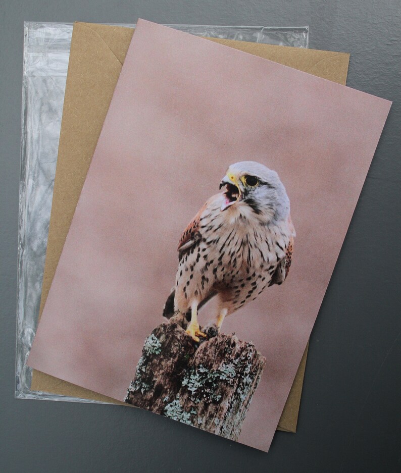Kestrel Card - Kestrel Greeting Card - Bird of Prey Card - Kestrel ...