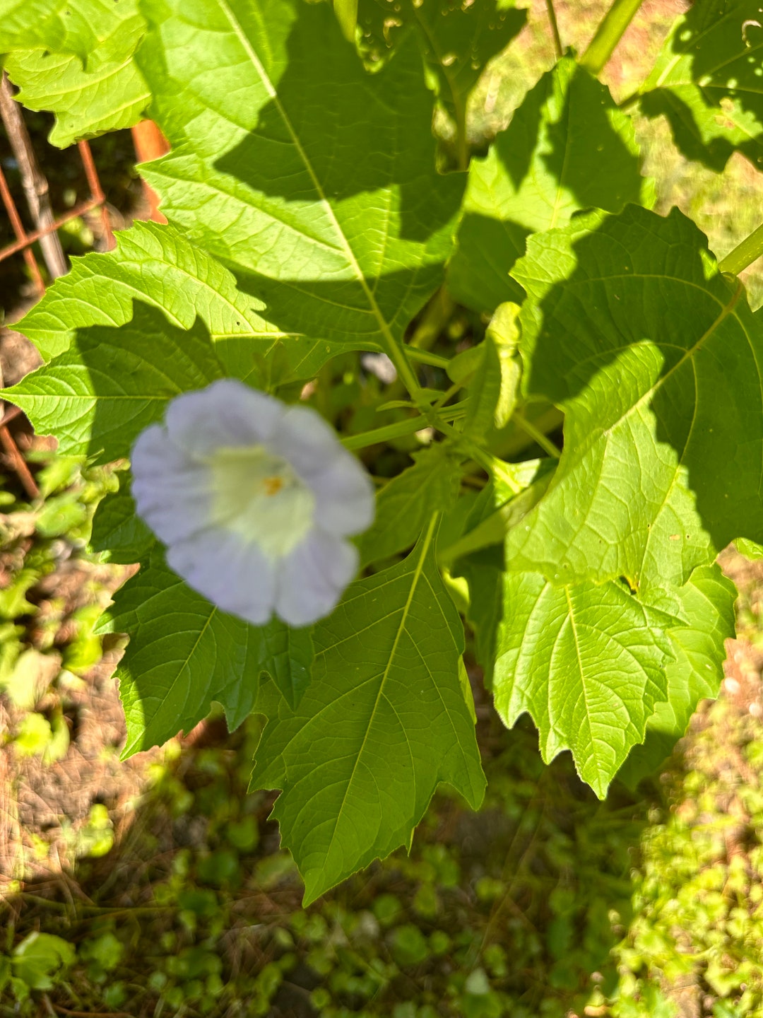Apple of Peru shoo Fly Plant SEEDS - Etsy