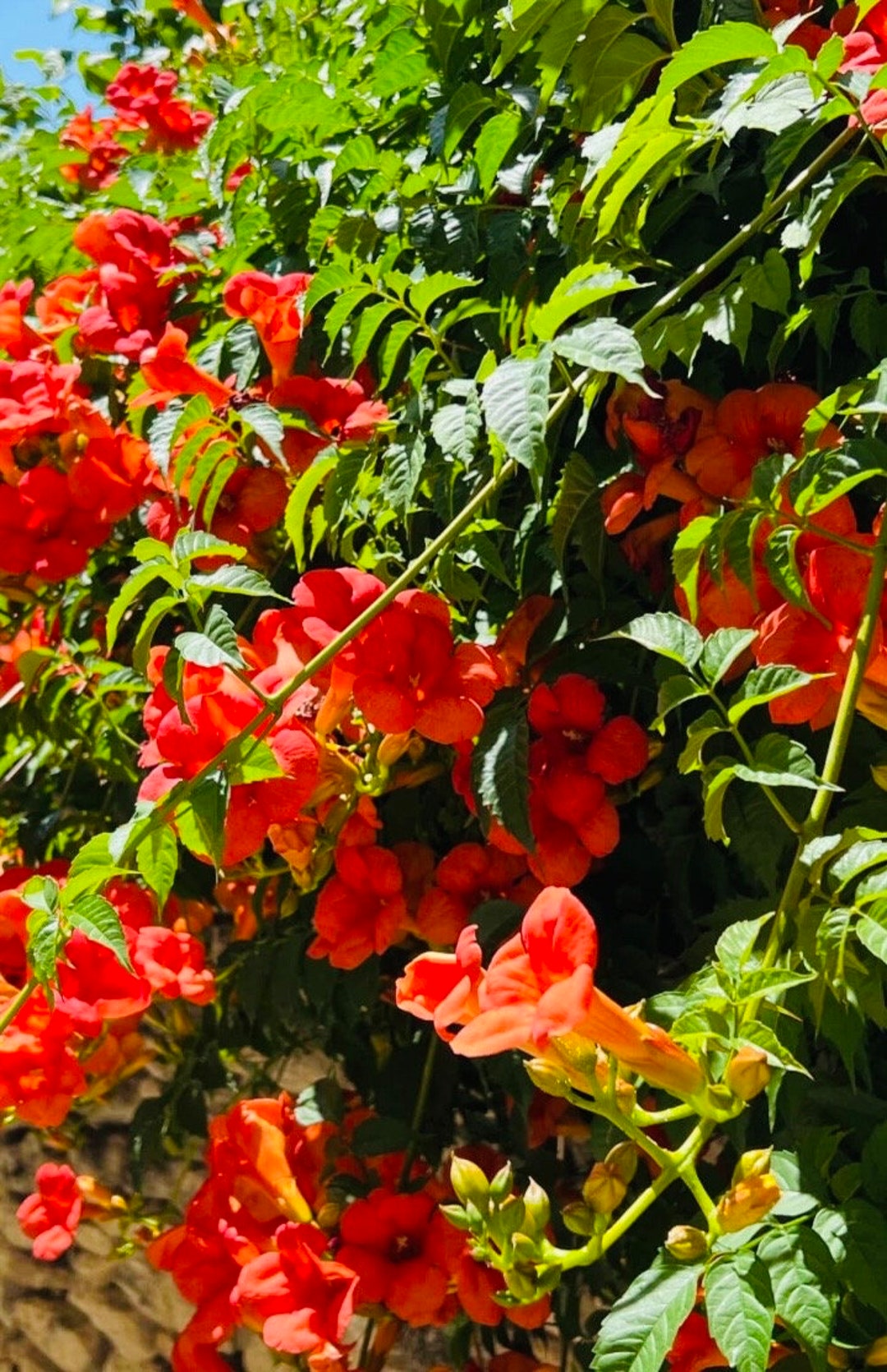 Red Trumpet Vine campsis Radicans Seeds - Etsy