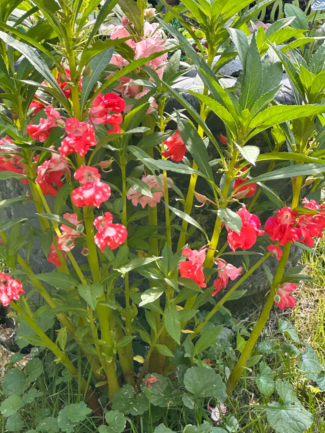 Peppermint Stick Balsam Seeds - Etsy