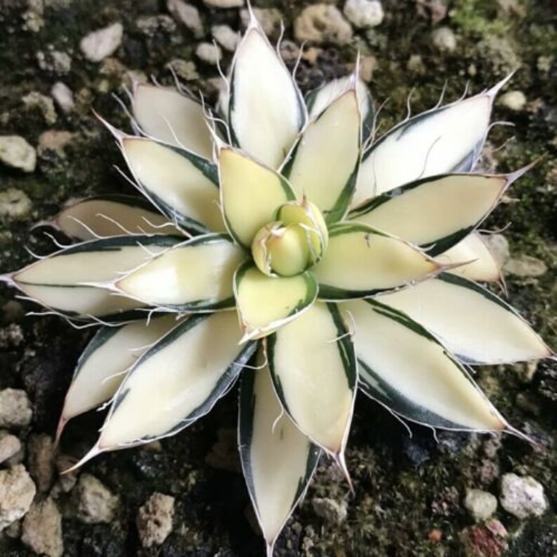 Agave filifera v.compacta Succulent plants potted Garden | Etsy