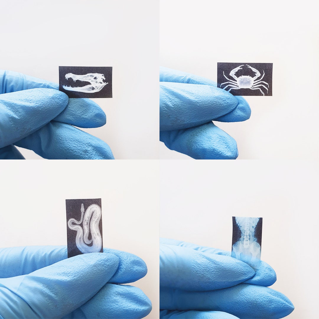 Miniature Realistic X-rays - Dollhouse Doctor Accessories - Scale 1:12 ...
