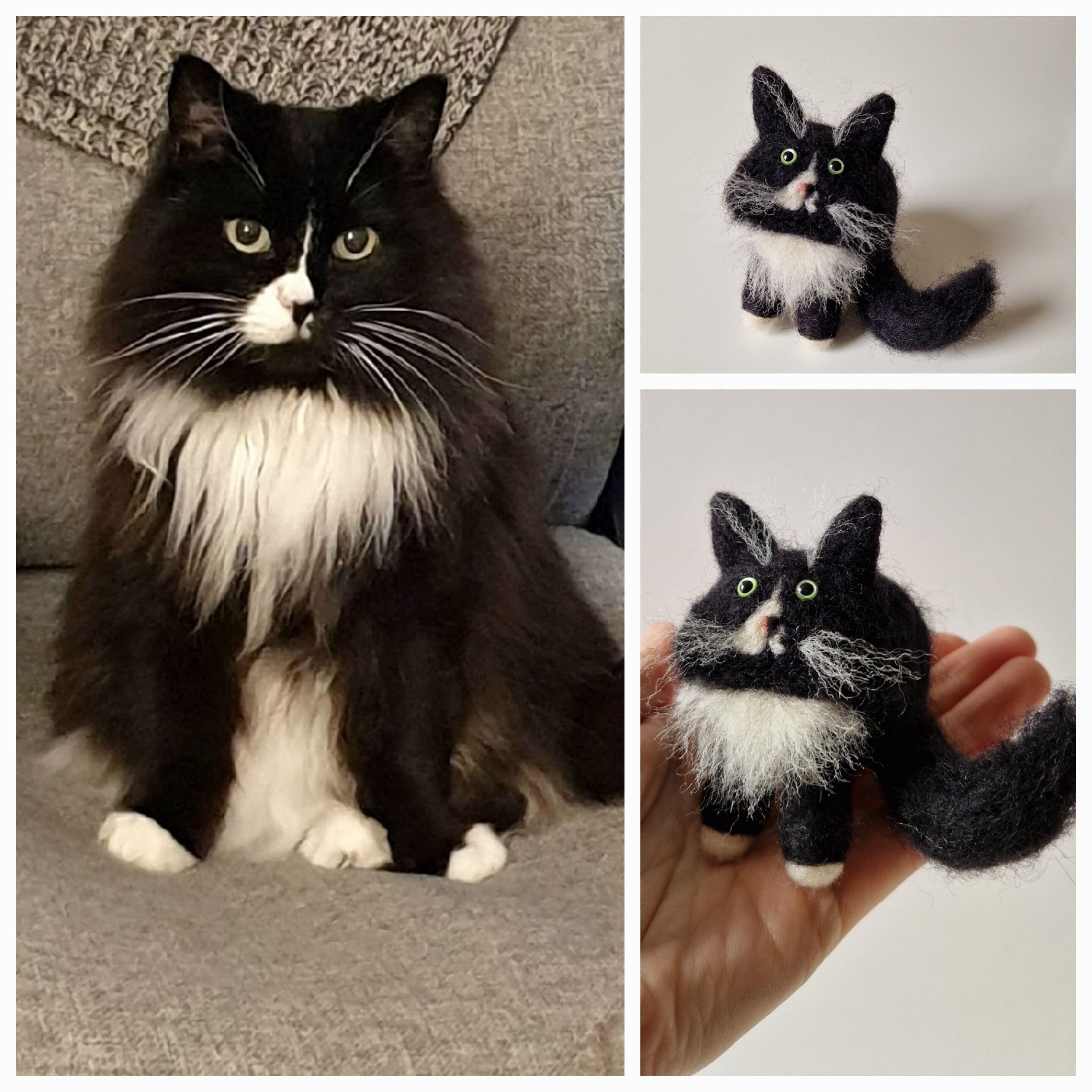 Tuxedo Ragdoll Cat