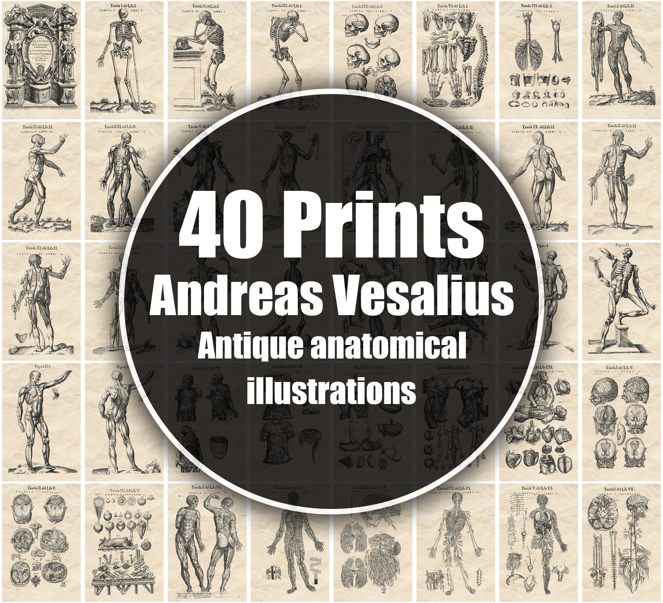 Andreas Vesalius Famous Quotes