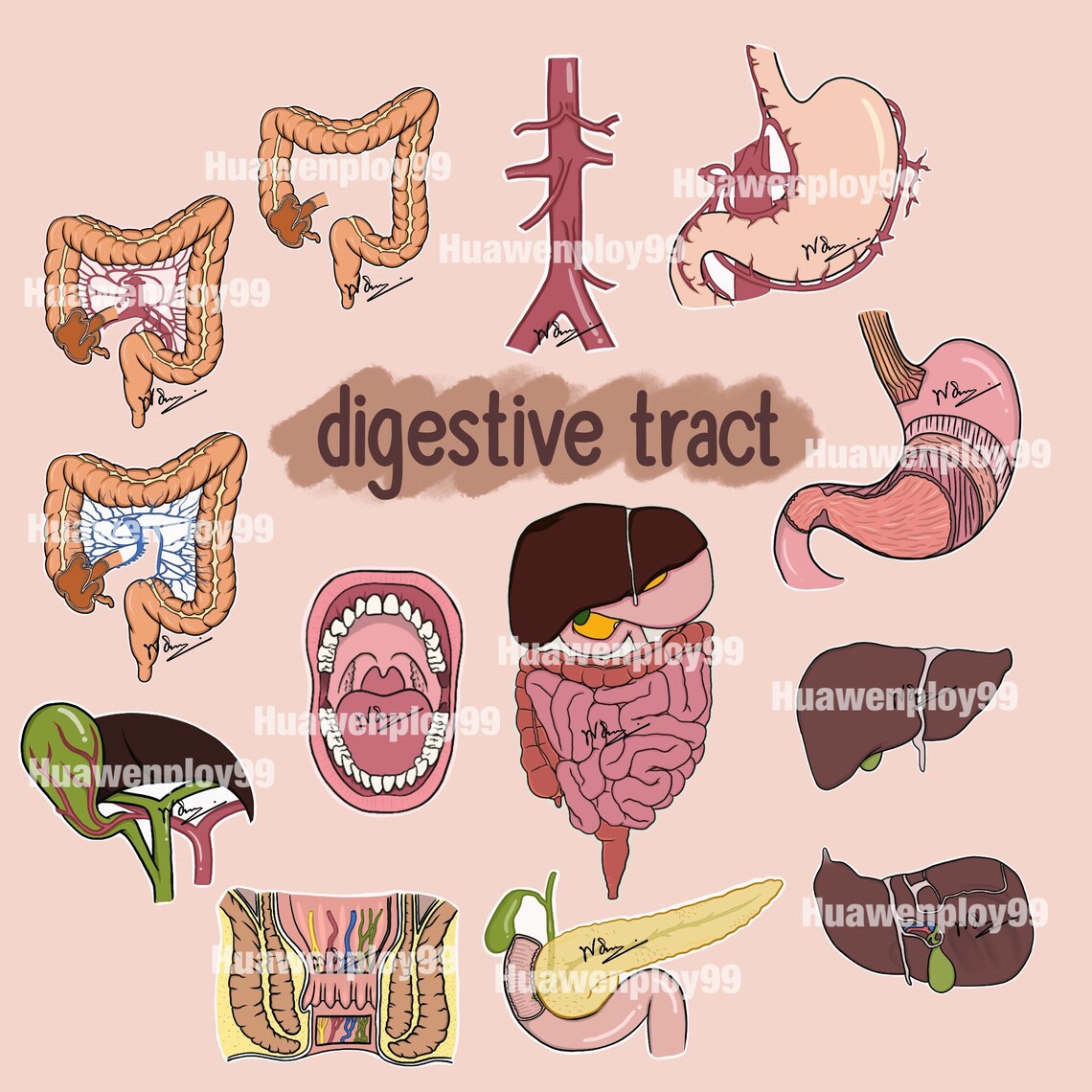 Human Digestive Tract, Digestive Tract Digital Stickers, Goodnotes ...