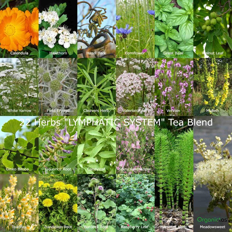 Organic LYMPH SYSTEM TEA 22 Herbs Recipe Formula Natural Lymphatic ...