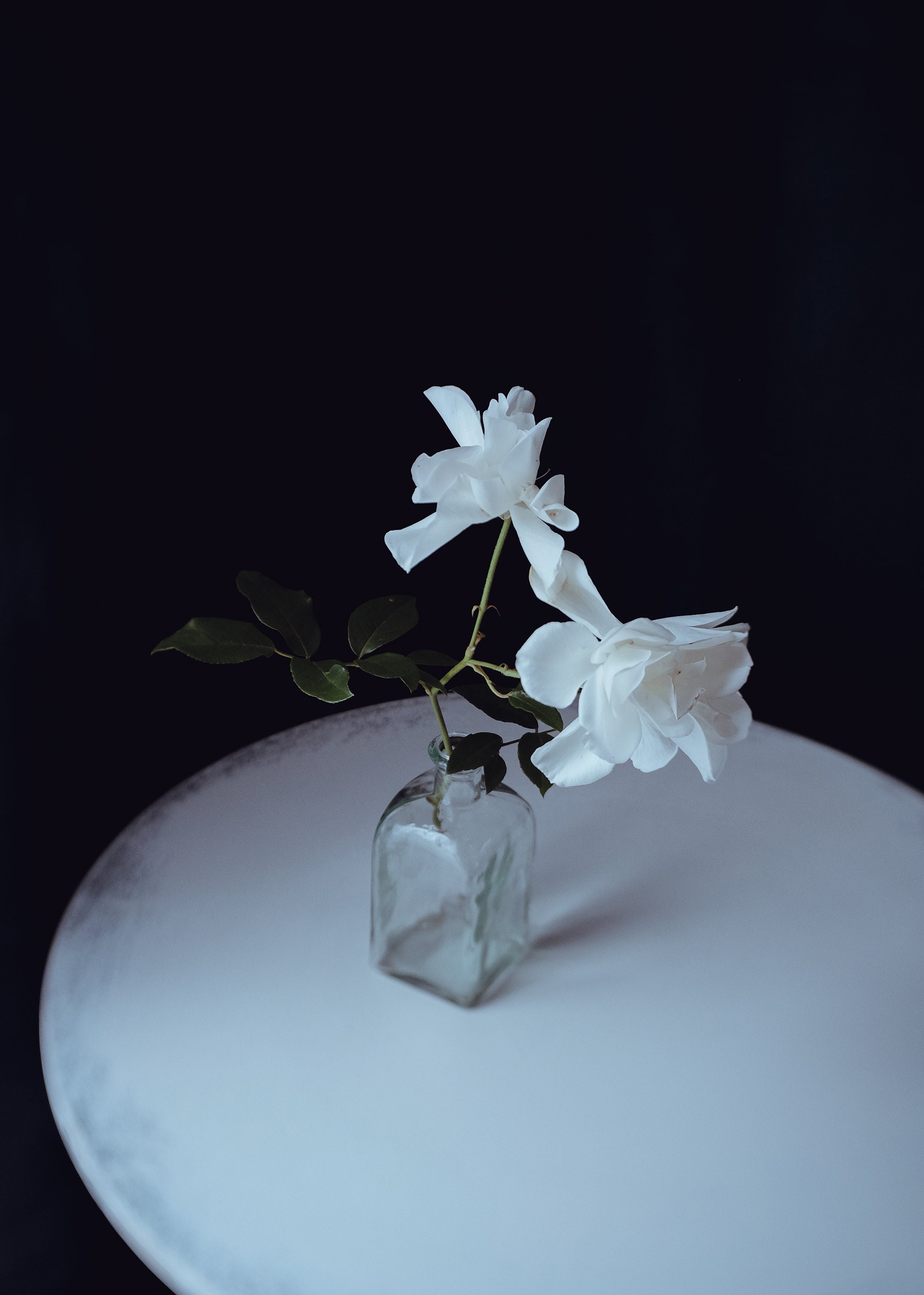 Still Life Rose Art Print, Rose Printable Photo Art, Instant Download ...