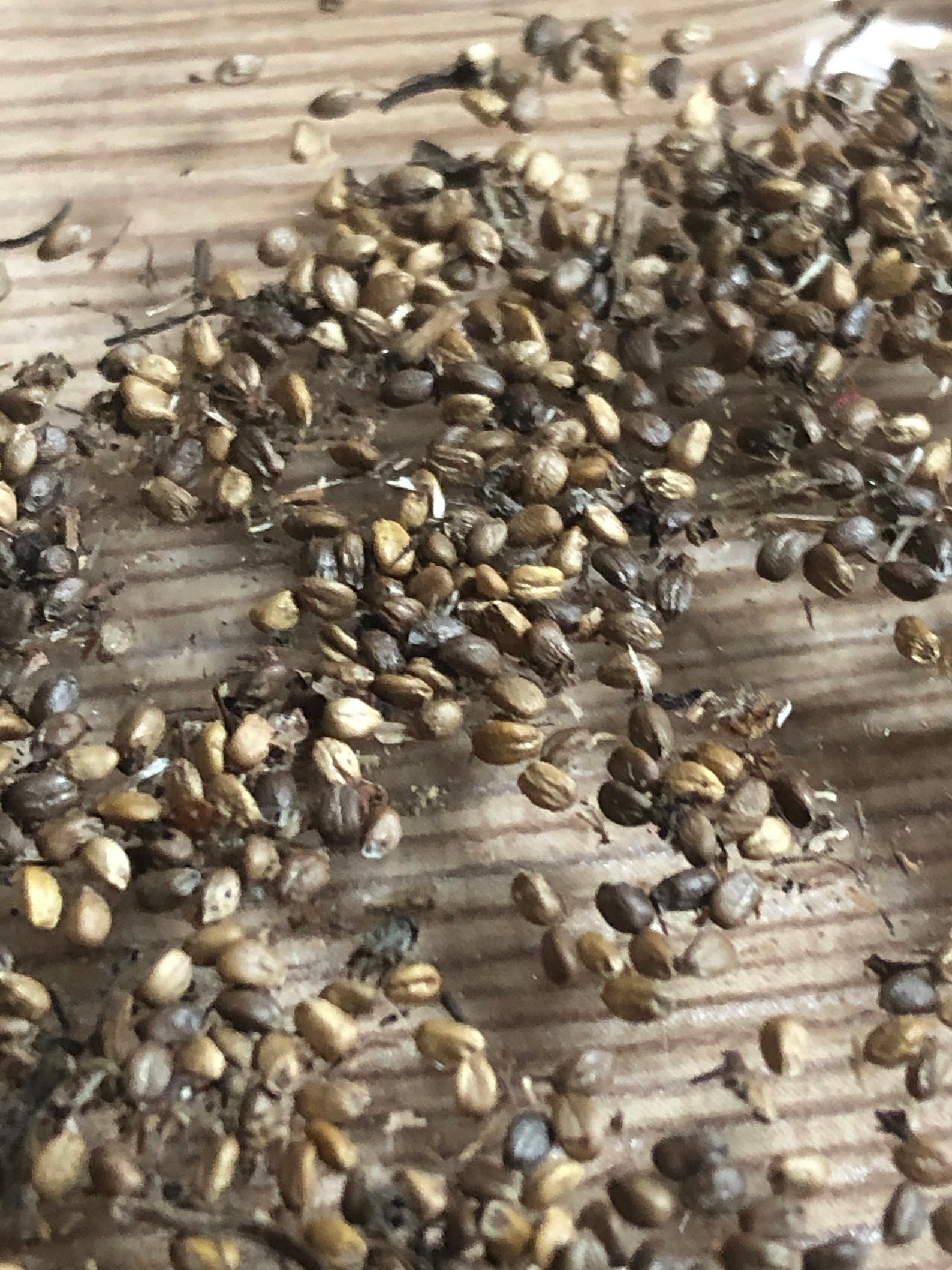 Scarlet Bee balm seeds Hand cleared Perennial Herb Monarda | Etsy