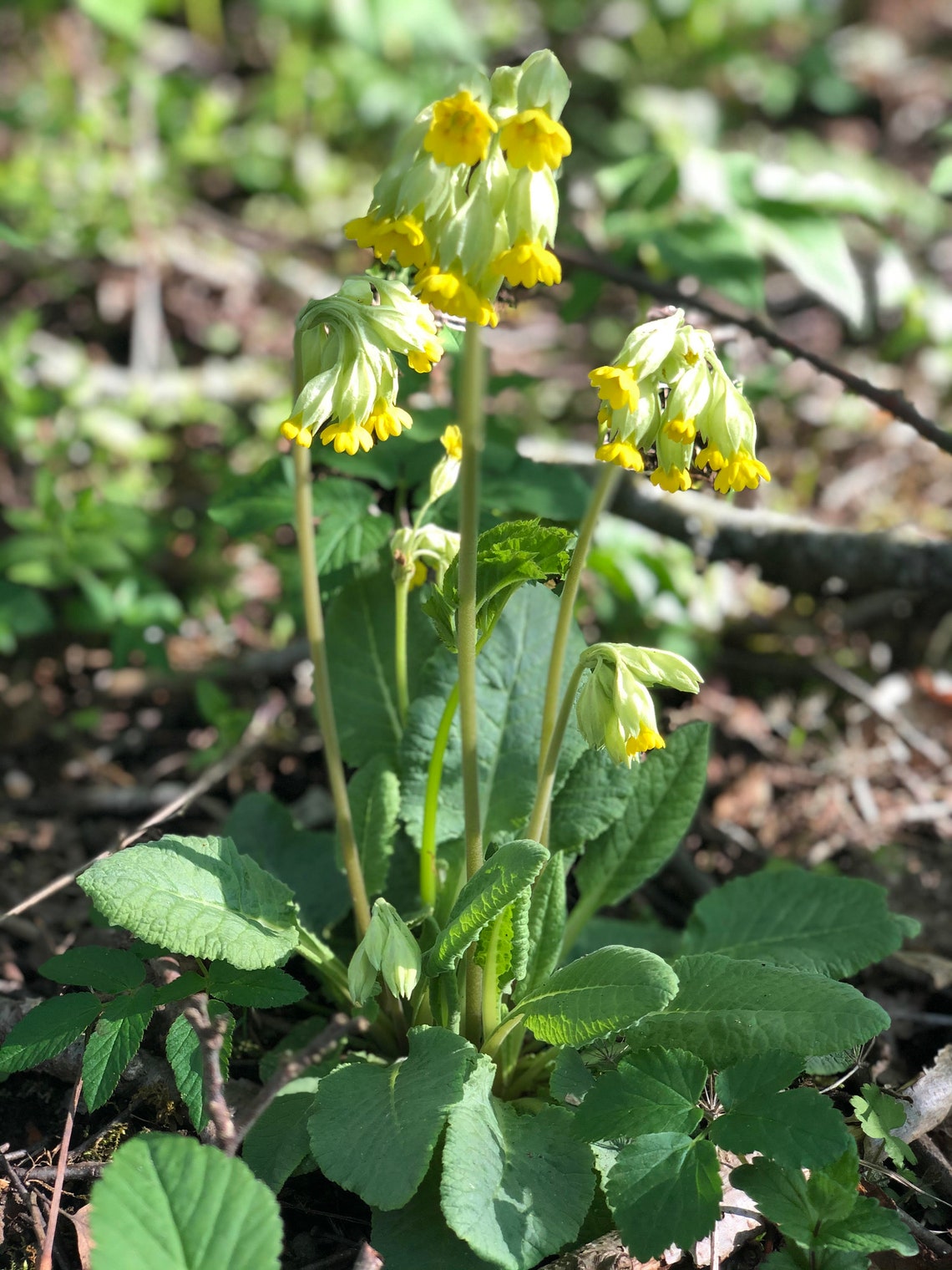 20 Cowslip Seeds primula Veris Wildflower wild Herb - Etsy Sweden