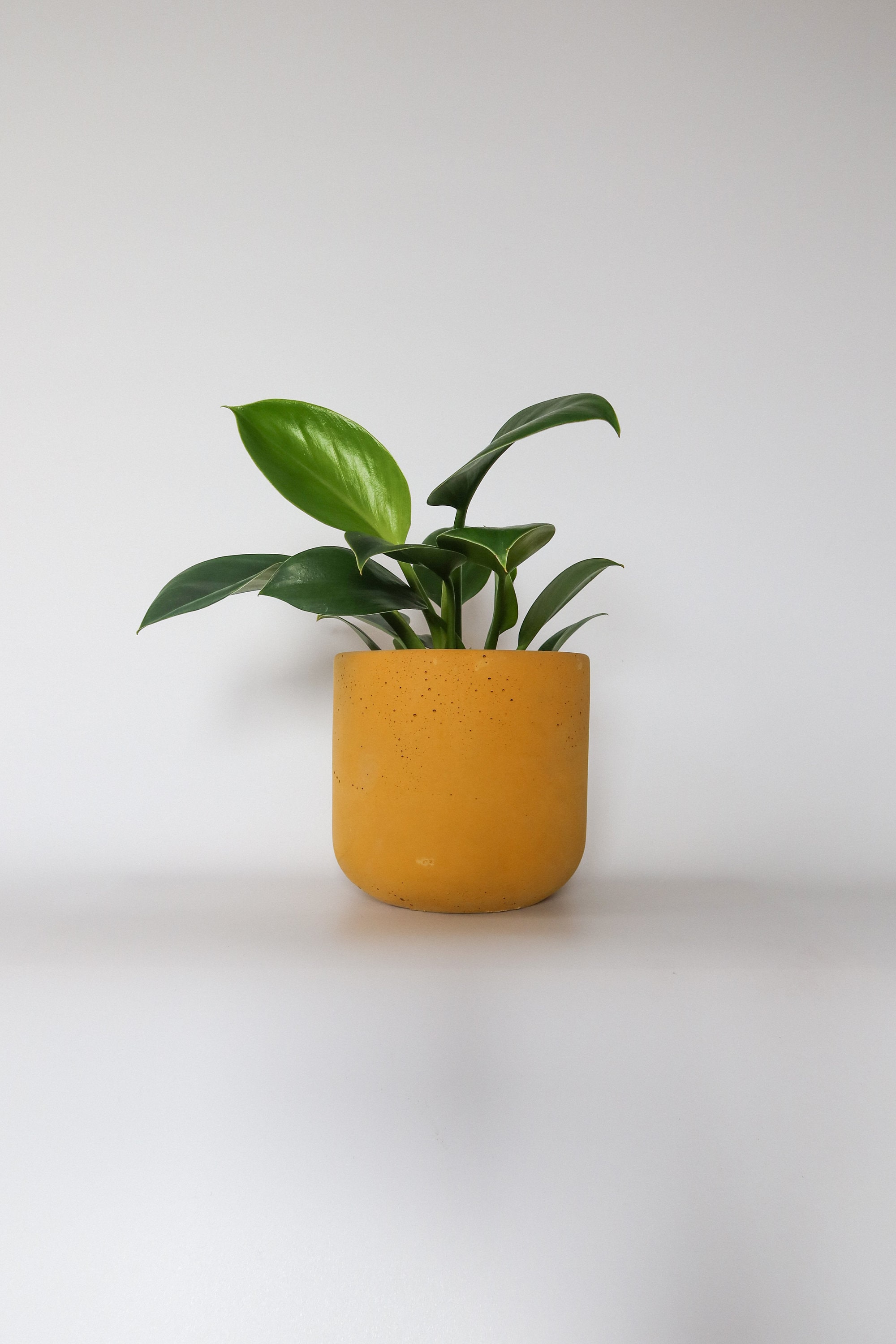 Extra Large Concrete Planters Minimalistic Concrete Plant Pot Concrete ...