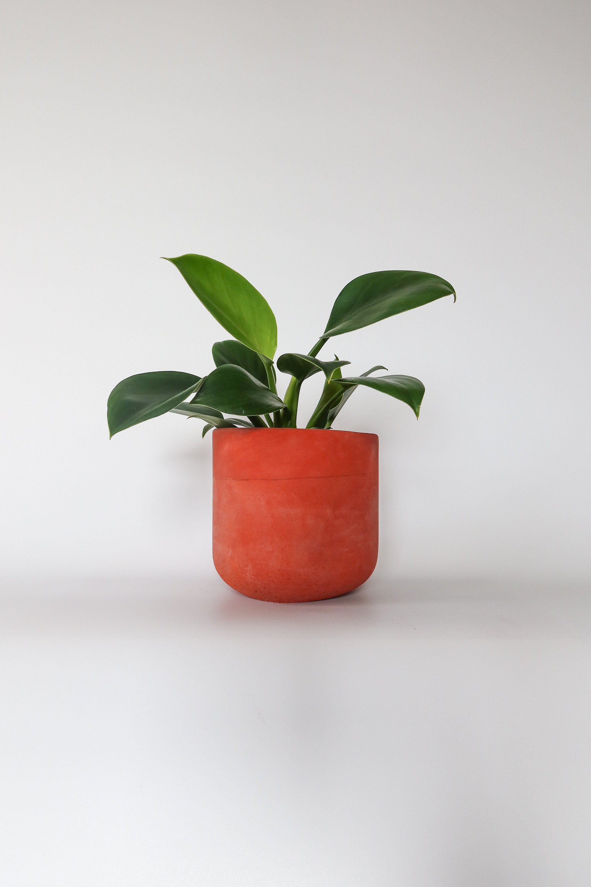 Extra Large Concrete Planters Minimalistic Concrete Plant Pot Concrete ...