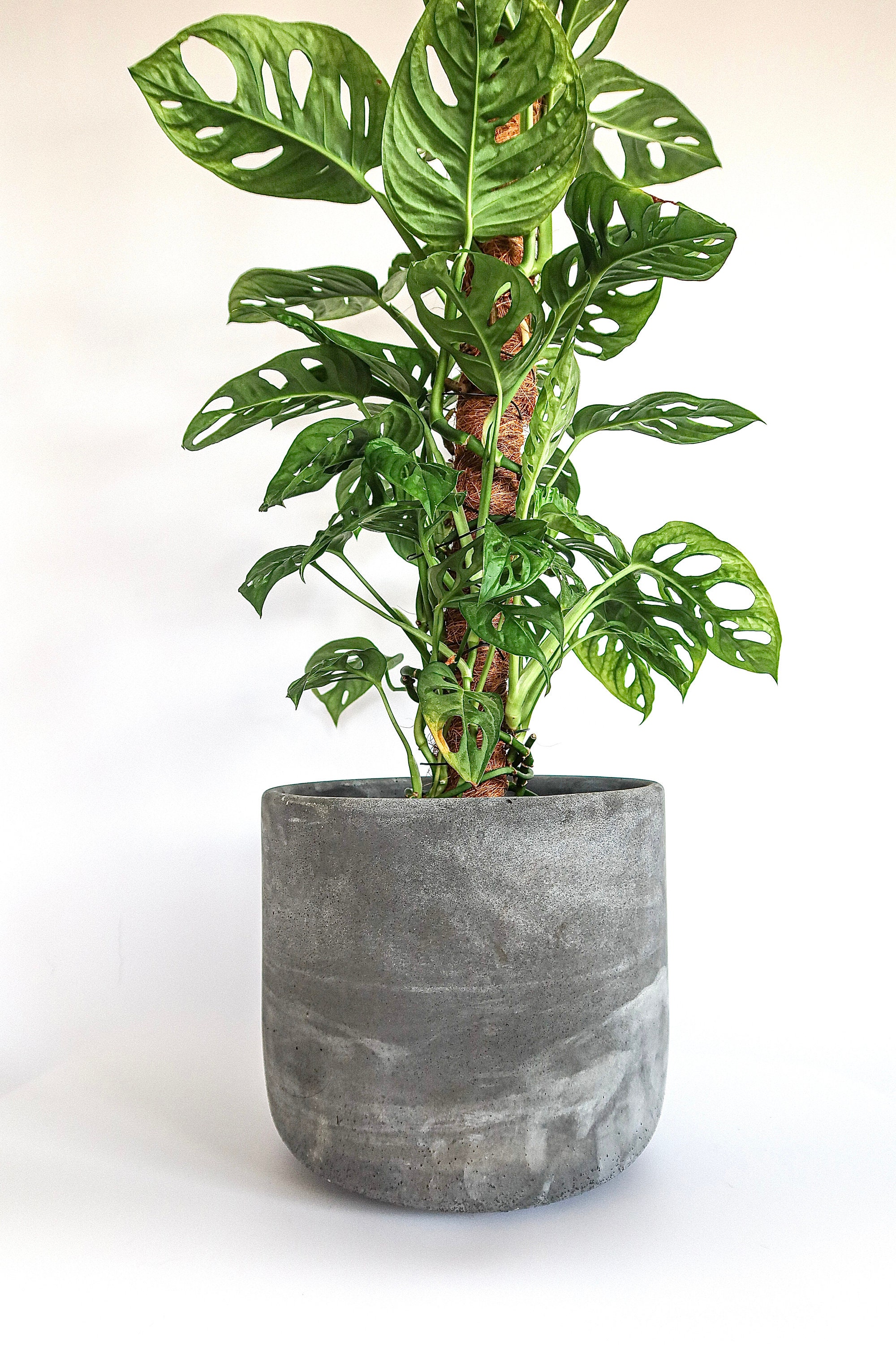 Extra Large Concrete Planters Minimalistic Concrete Plant Pot Concrete ...