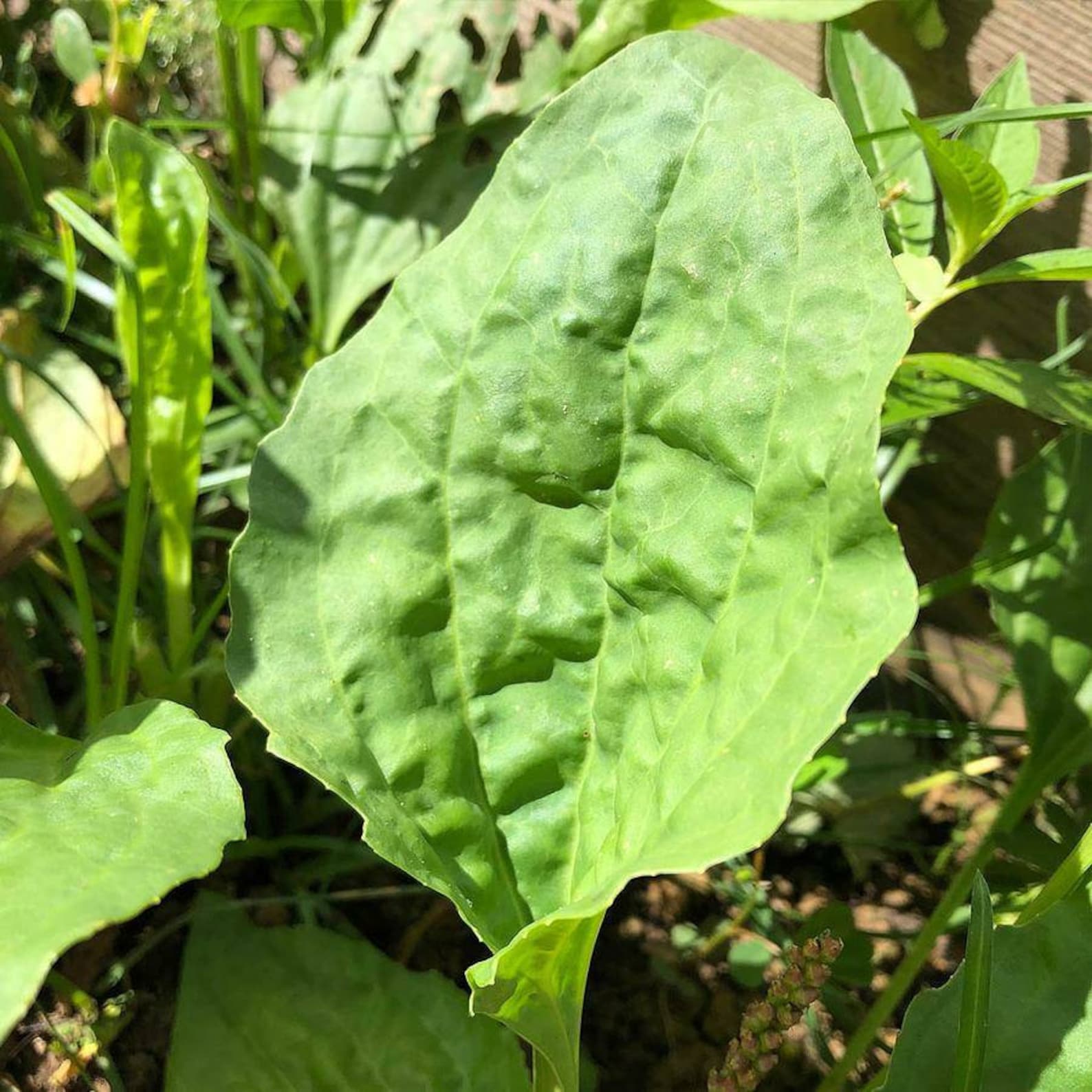 Yanten Leaves también conocido como Plantaína Broadleaf es | Etsy