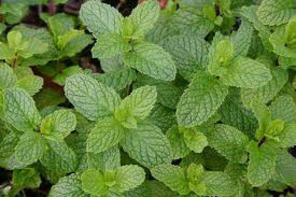 La hierbabuena o yerbabuena conocida científicamente como | Etsy