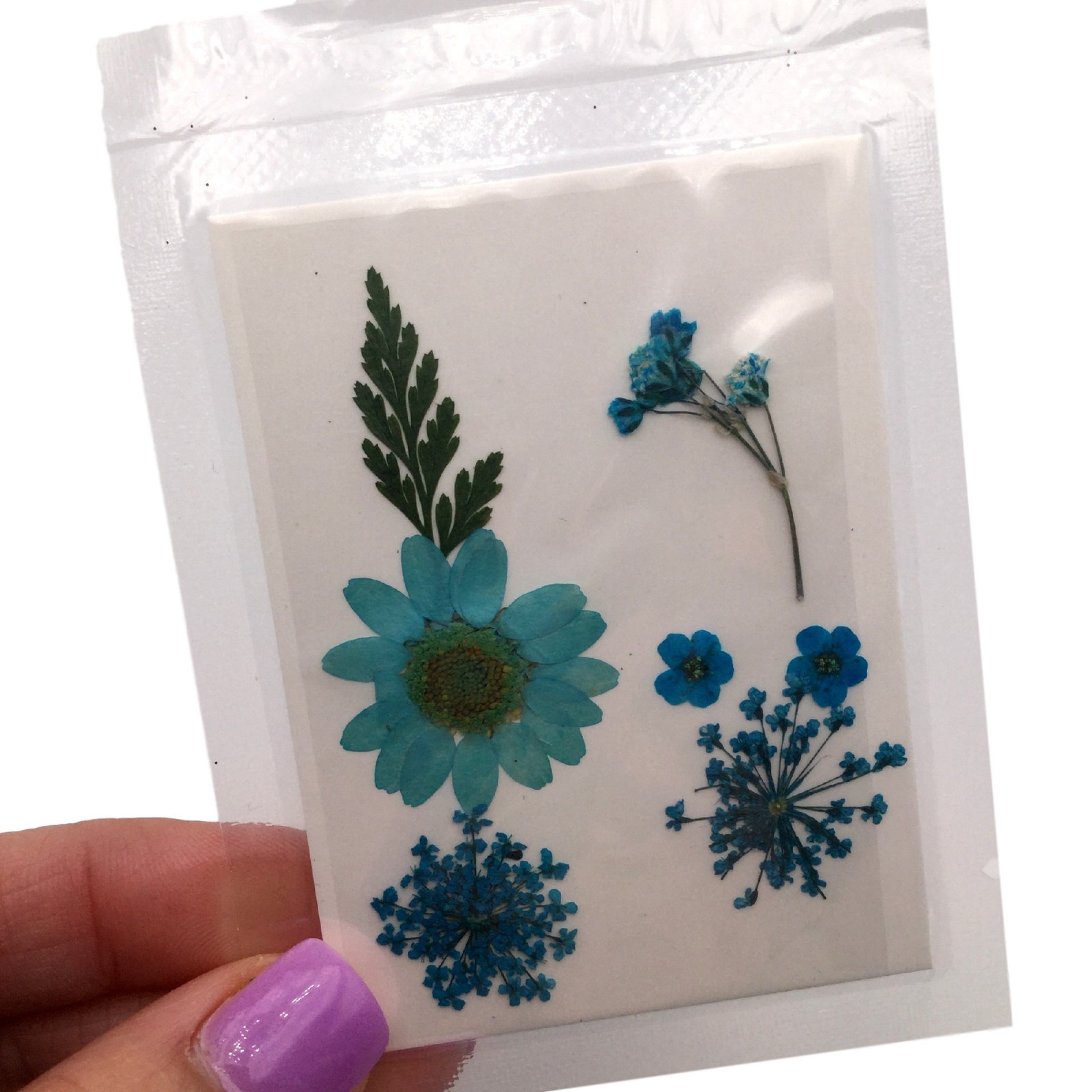 Small Blue Pressed Dry Flowers Dried Flat Flower Packs | Etsy