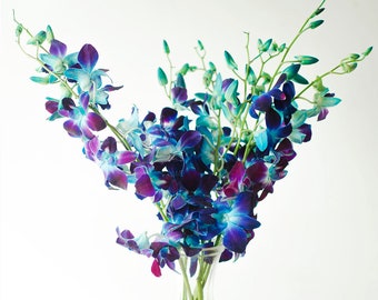 Blue Dendrobium - Etsy