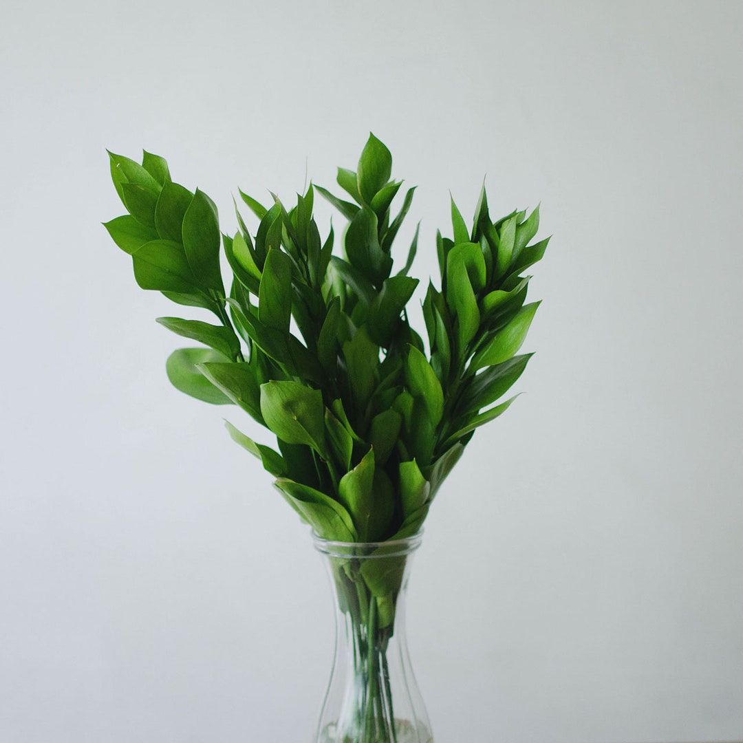 Fresh Israeli Ruscus Bunches weddings, Events, Floral Arrangements ...