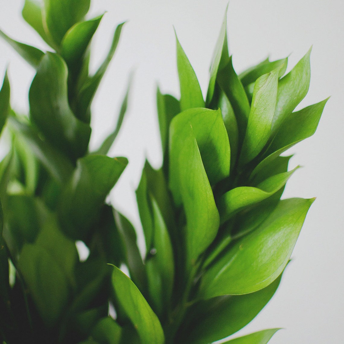 Fresh Israeli Ruscus Bunches weddings Events Floral | Etsy