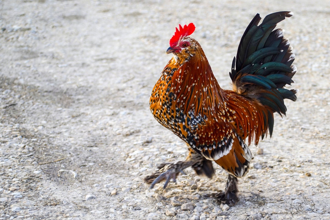 Red Rooster Color Photograph Digital Download - Etsy