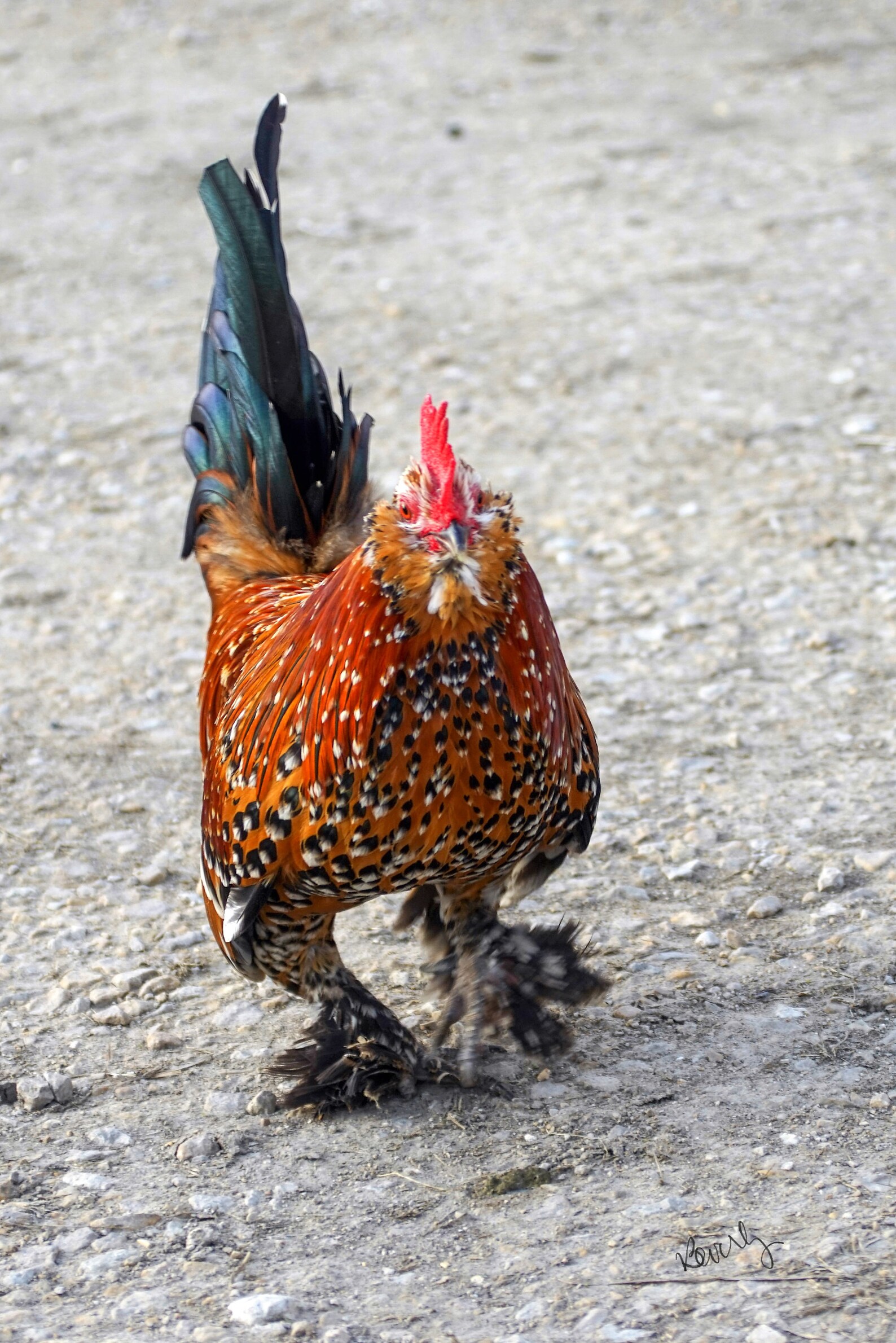 Red Rooster Color Photograph Digital Download - Etsy