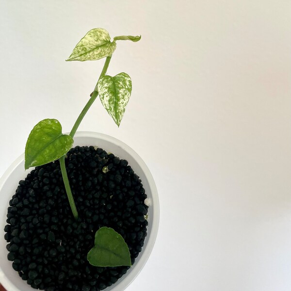 Cebu Blue Ghost - Etsy