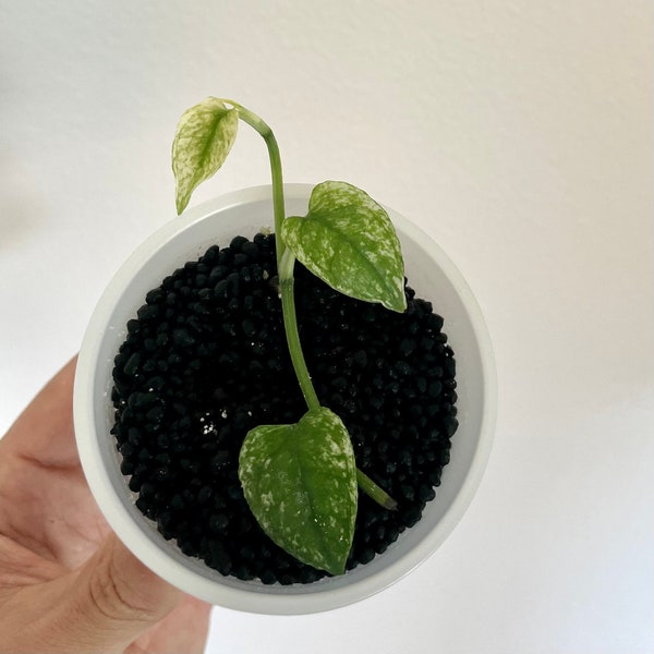 Cebu Blue Ghost - Etsy