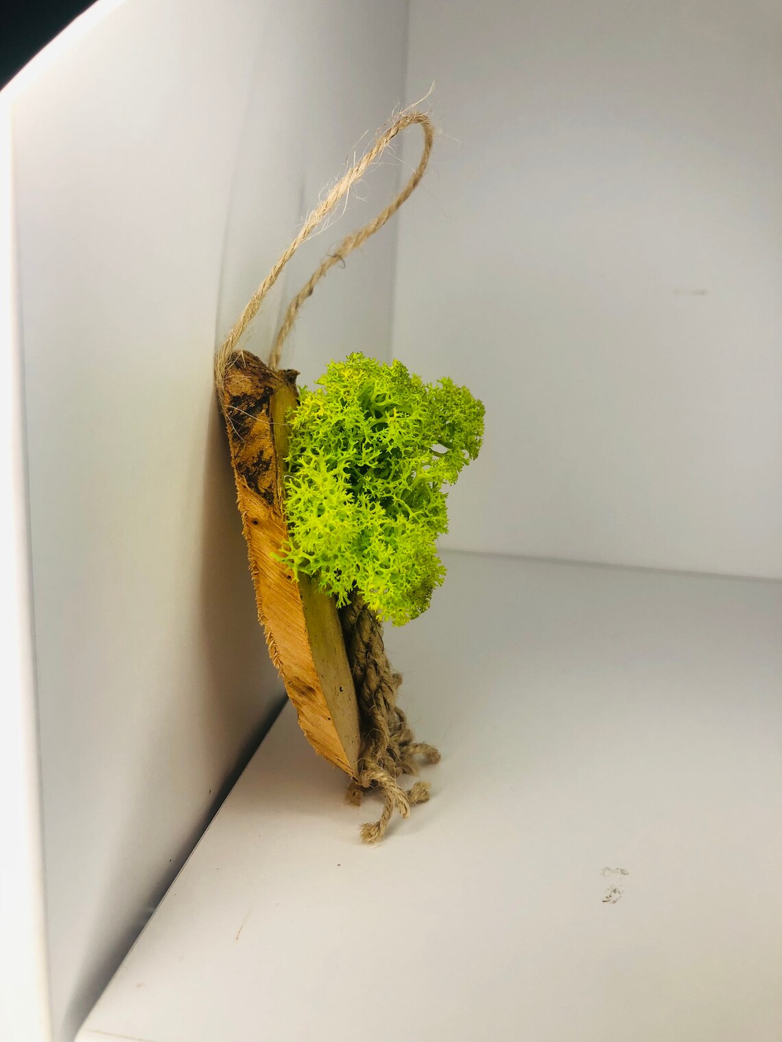 Moss Tree Fridge Magnet Unique Plant Magnet Eco Friendly - Etsy