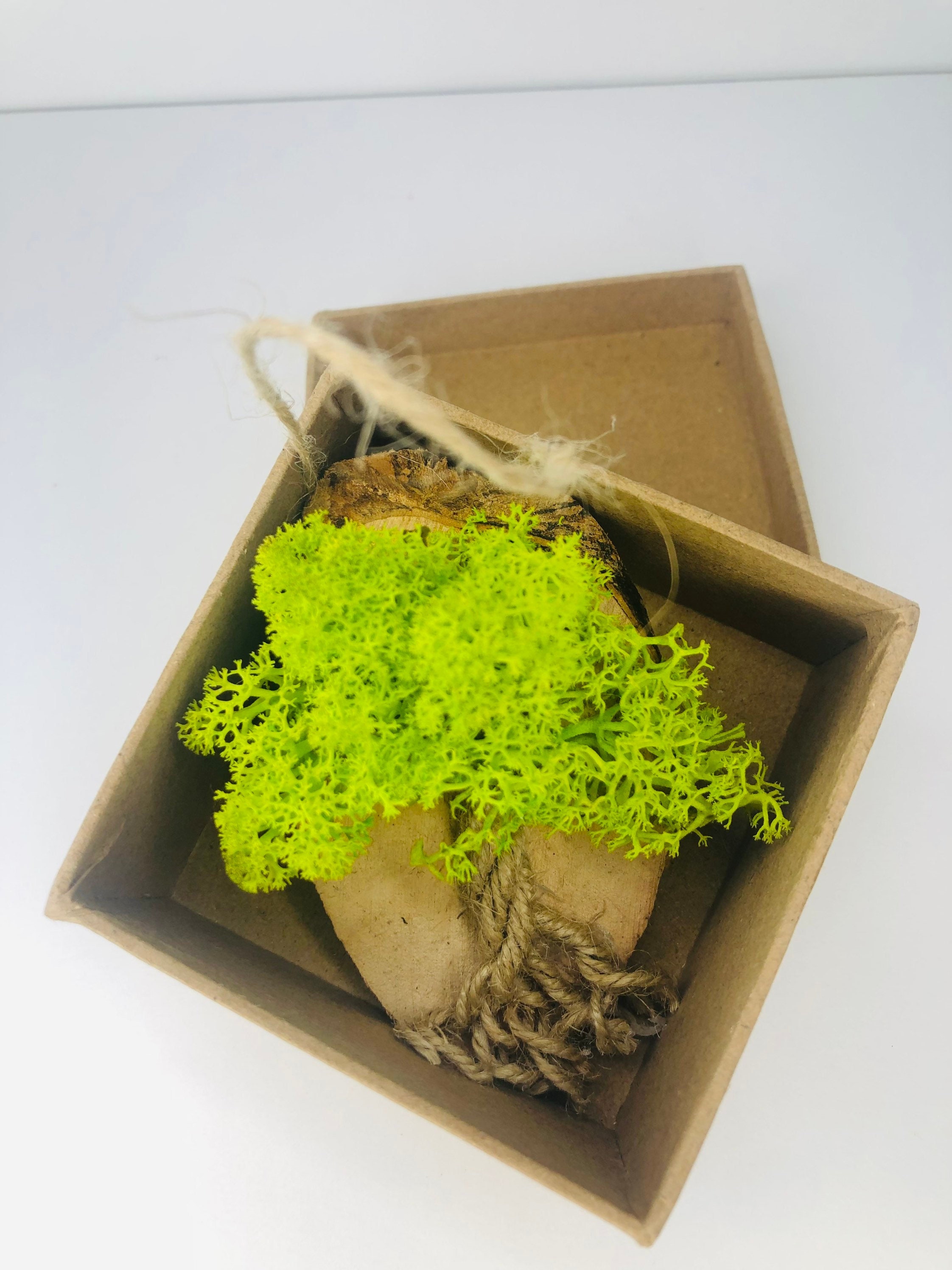 Moss Tree Fridge Magnet, Unique Plant Magnet, Eco Friendly Homemade ...