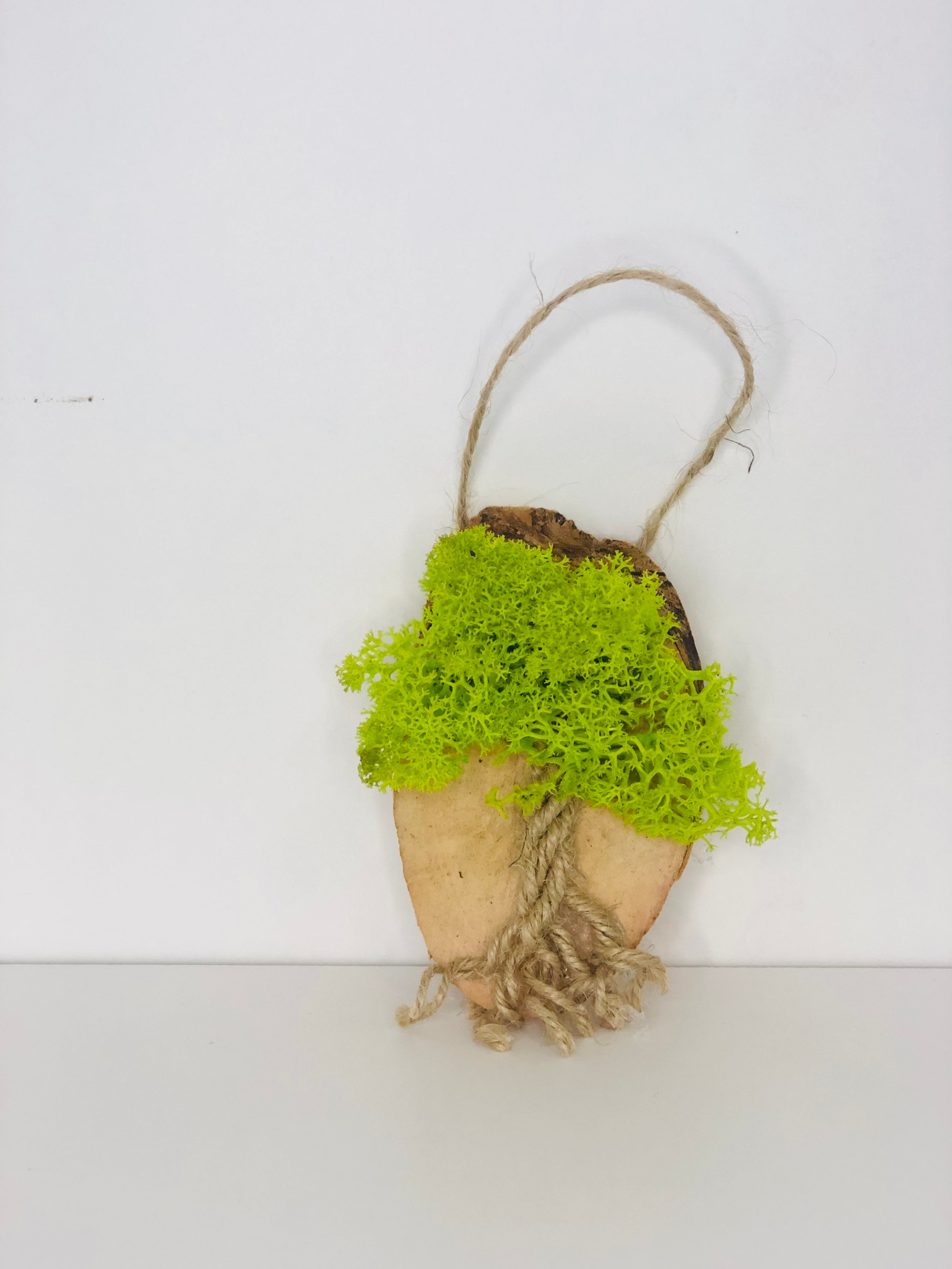 Moss Tree Fridge Magnet Unique Plant Magnet Eco Friendly - Etsy
