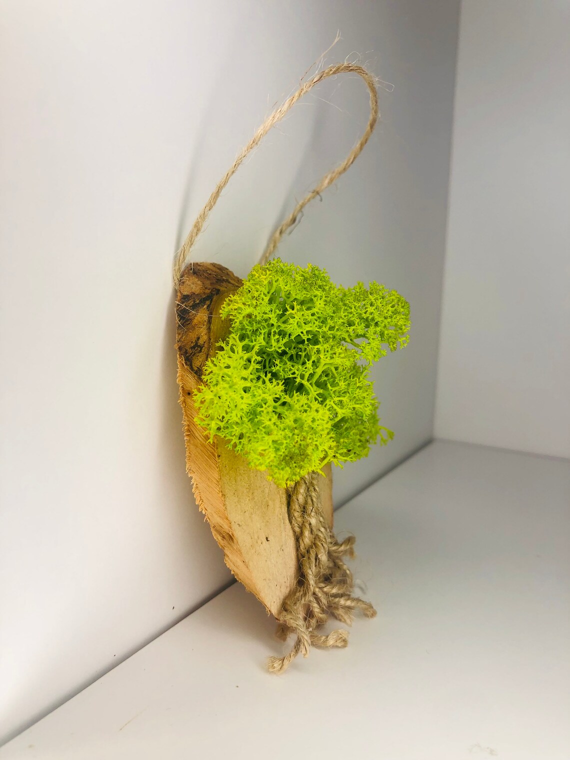 Moss Tree Fridge Magnet Unique Plant Magnet Eco Friendly - Etsy