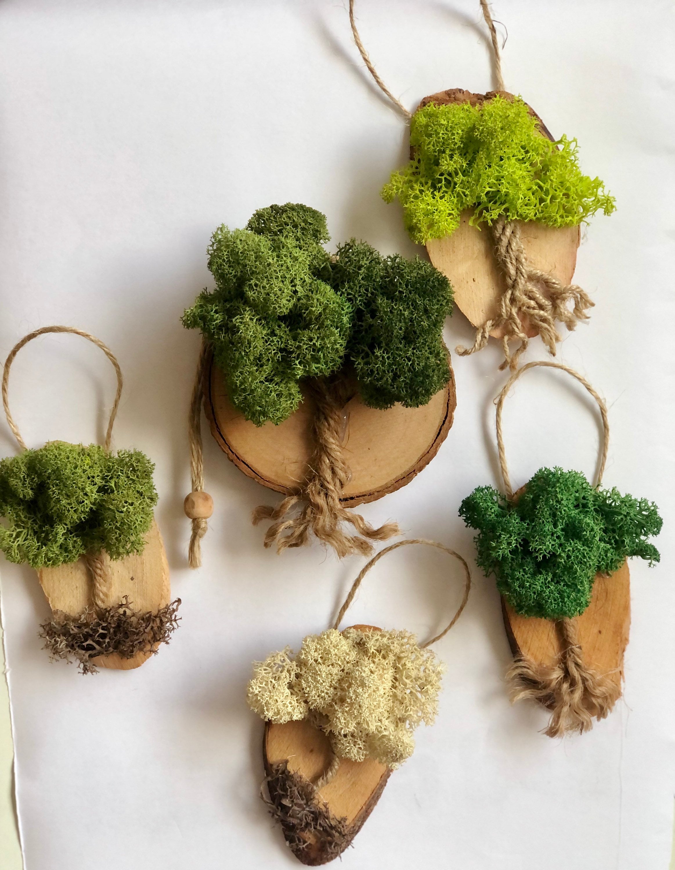 Moss Tree Fridge Magnet Unique Plant Magnet Eco Friendly - Etsy