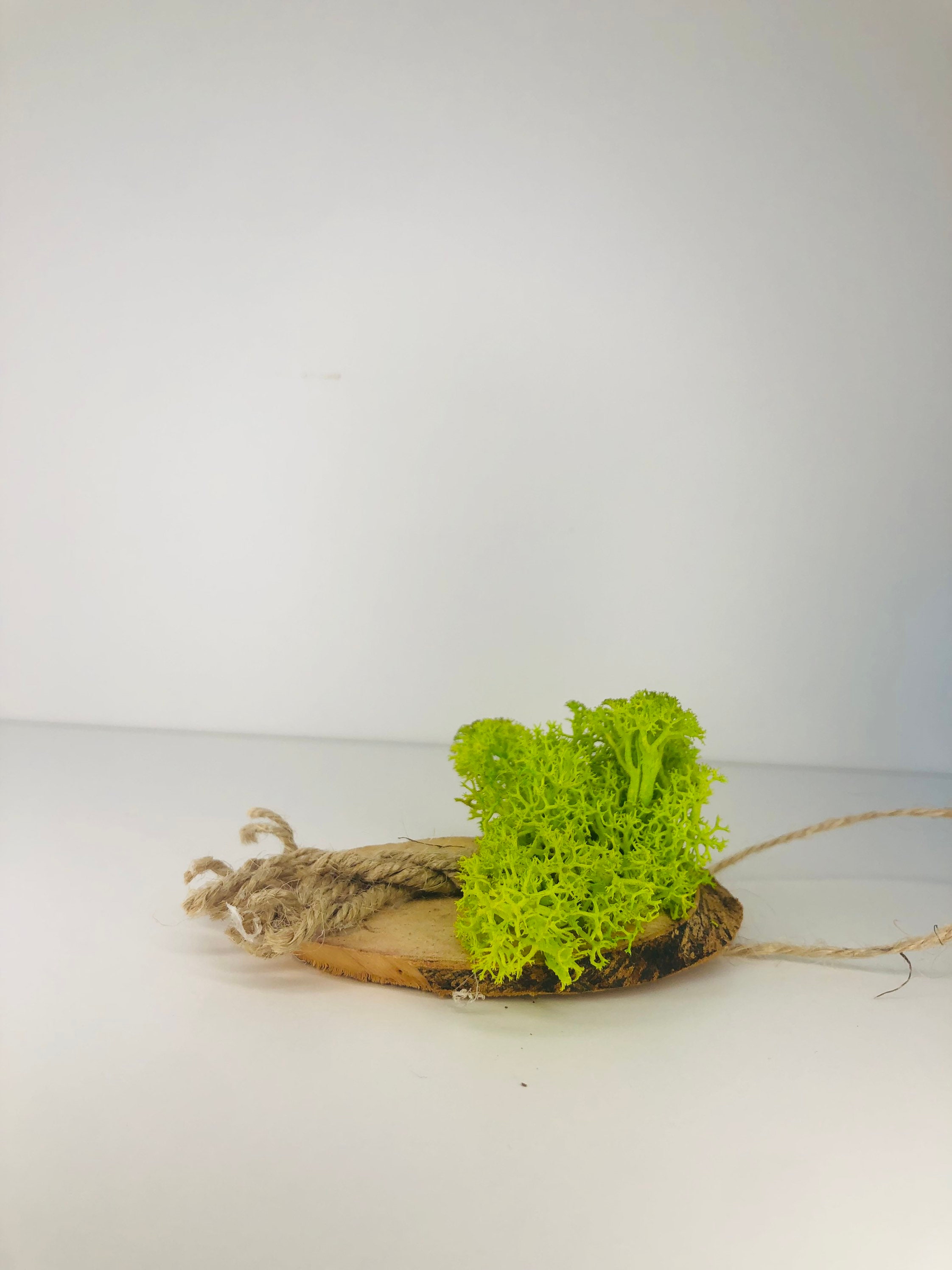 Moss Tree Fridge Magnet, Unique Plant Magnet, Eco Friendly Homemade ...