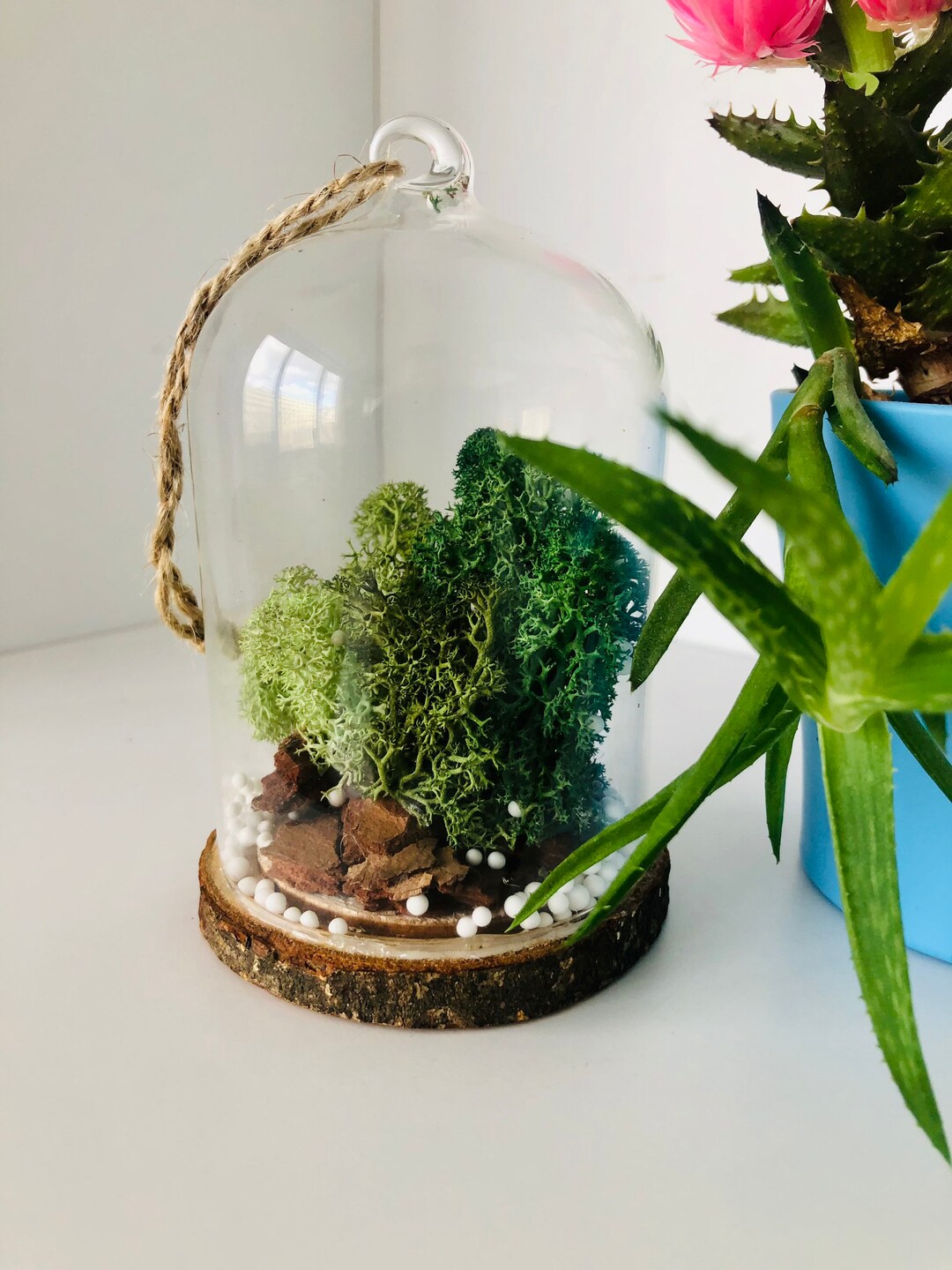 Preserved Moss Mini Terrarium, Hanging Tiny Terrarium, Miniature ...