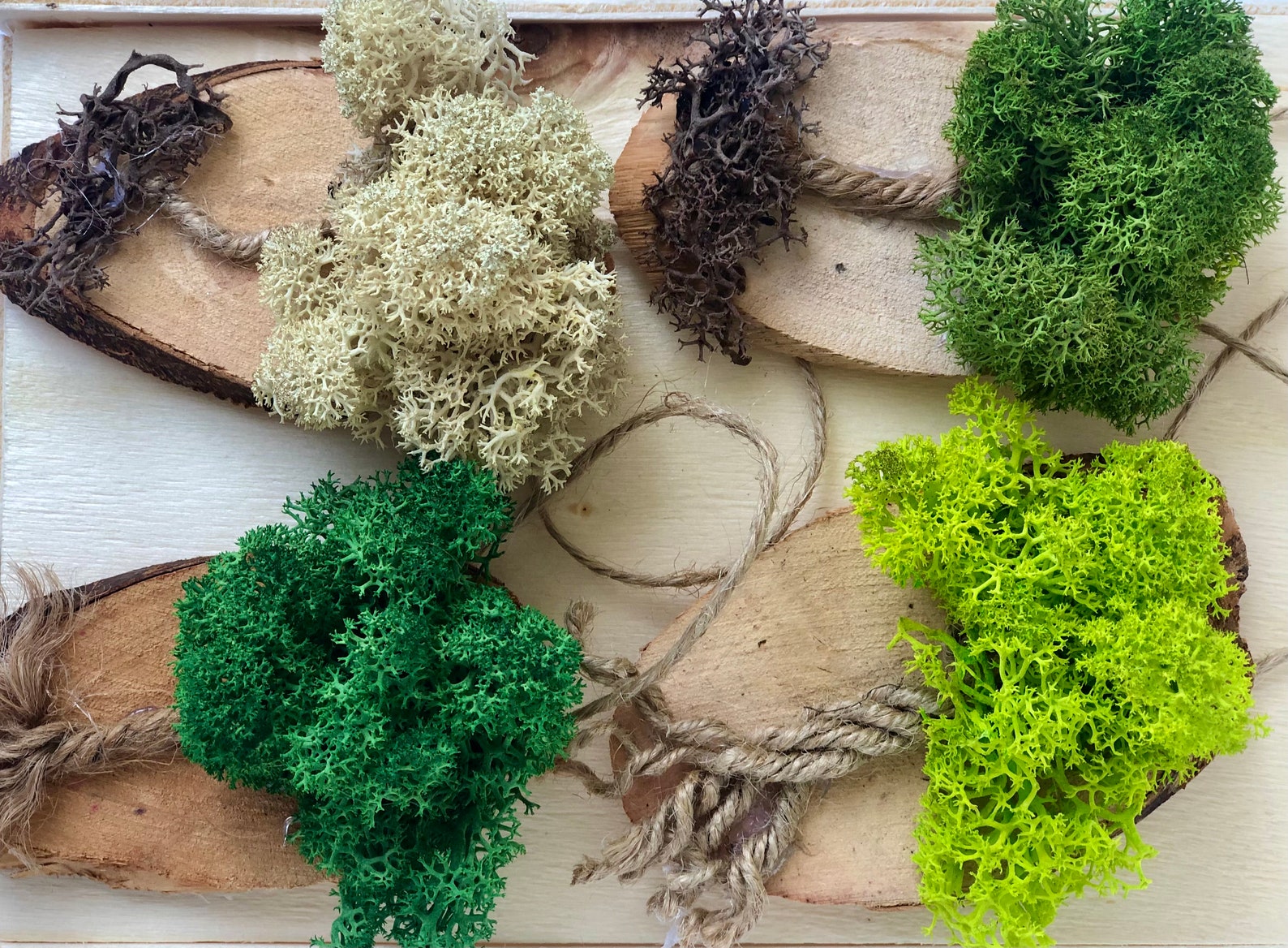 Fridge Magnets Set Moss Wall Art Unique Magnets Homemade Ornaments Eco ...