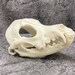 Skull Dog Head Base 3D Printed | Etsy
