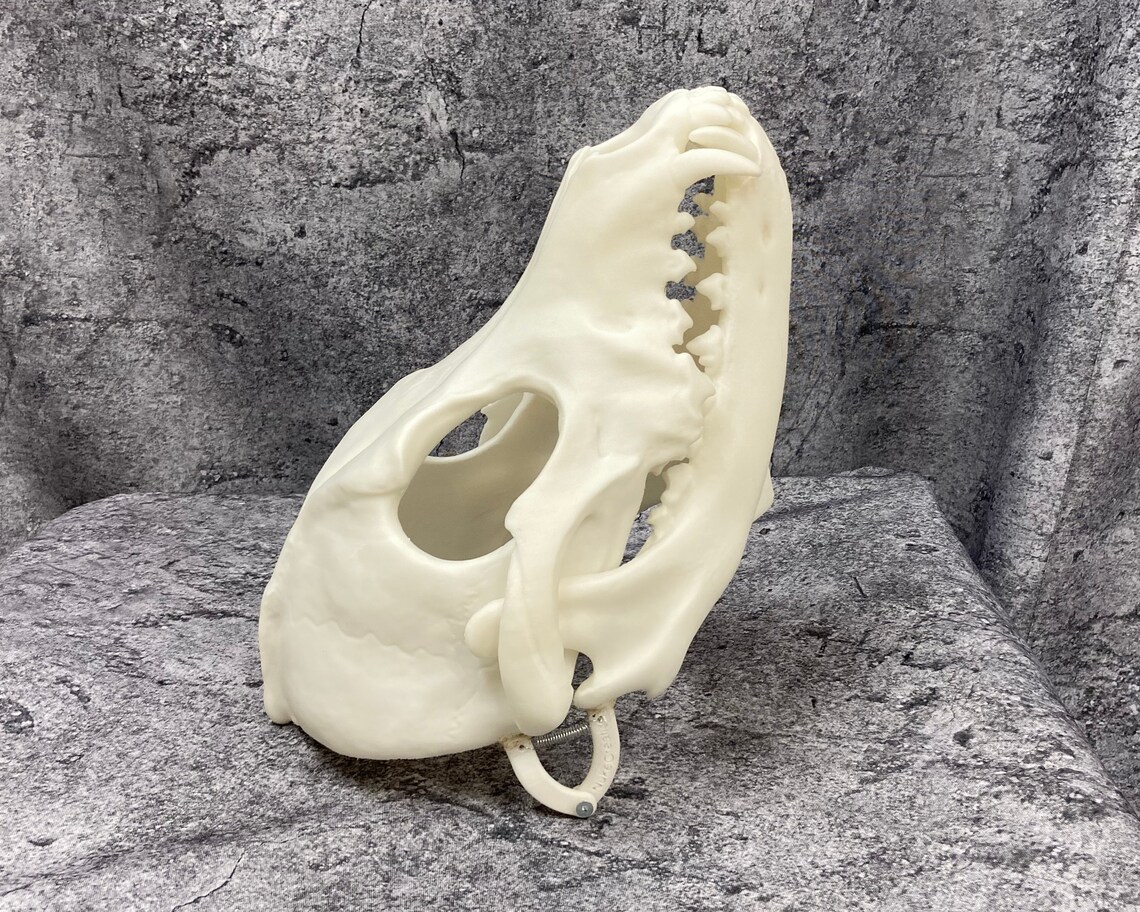 Skull Dog Head Base 3D Printed - Etsy
