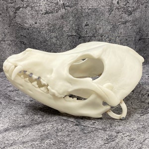 Skull Dog Head Base 3D Printed - Etsy