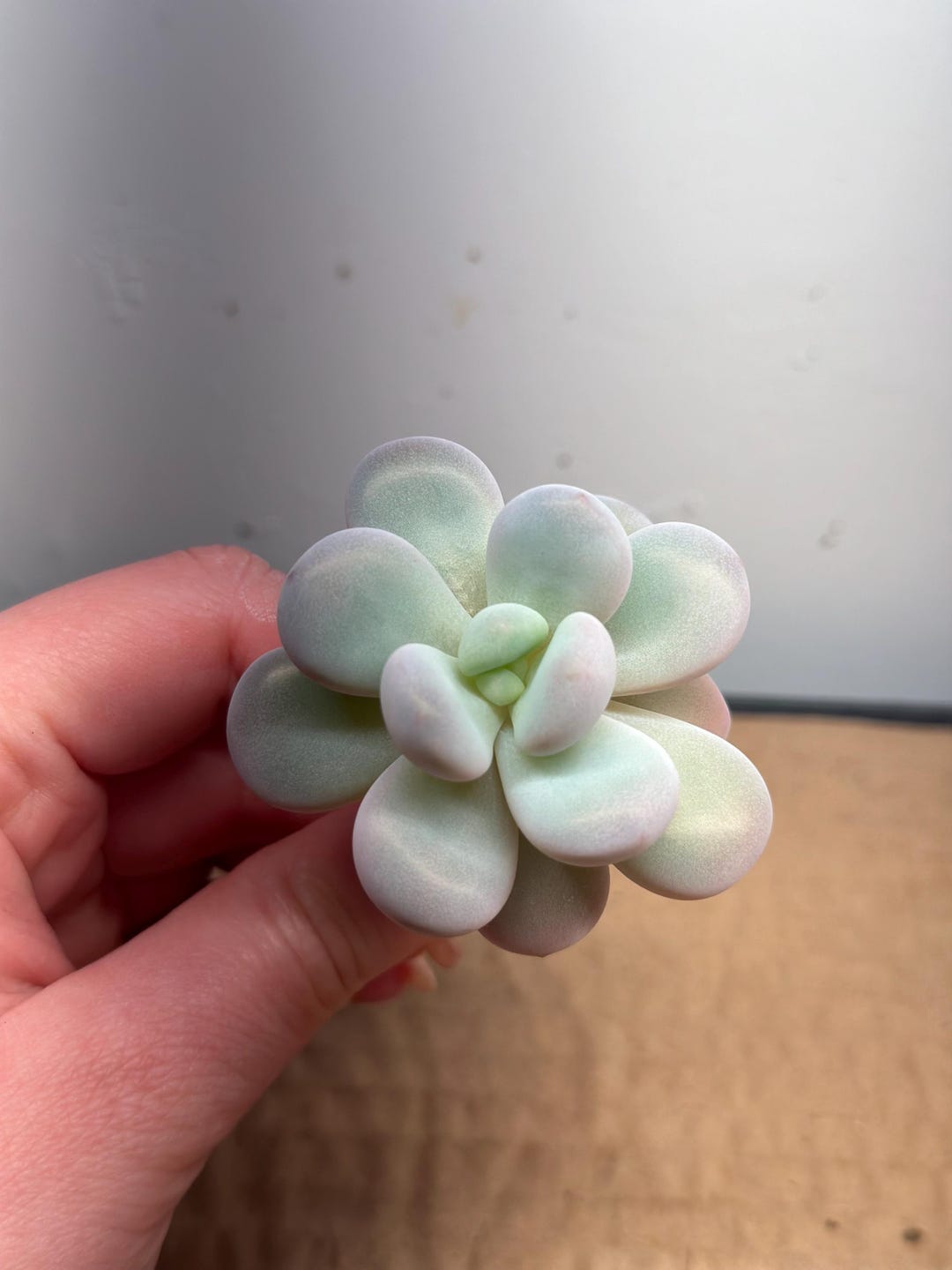 Pachyveria Pearl Berry cutting - Etsy