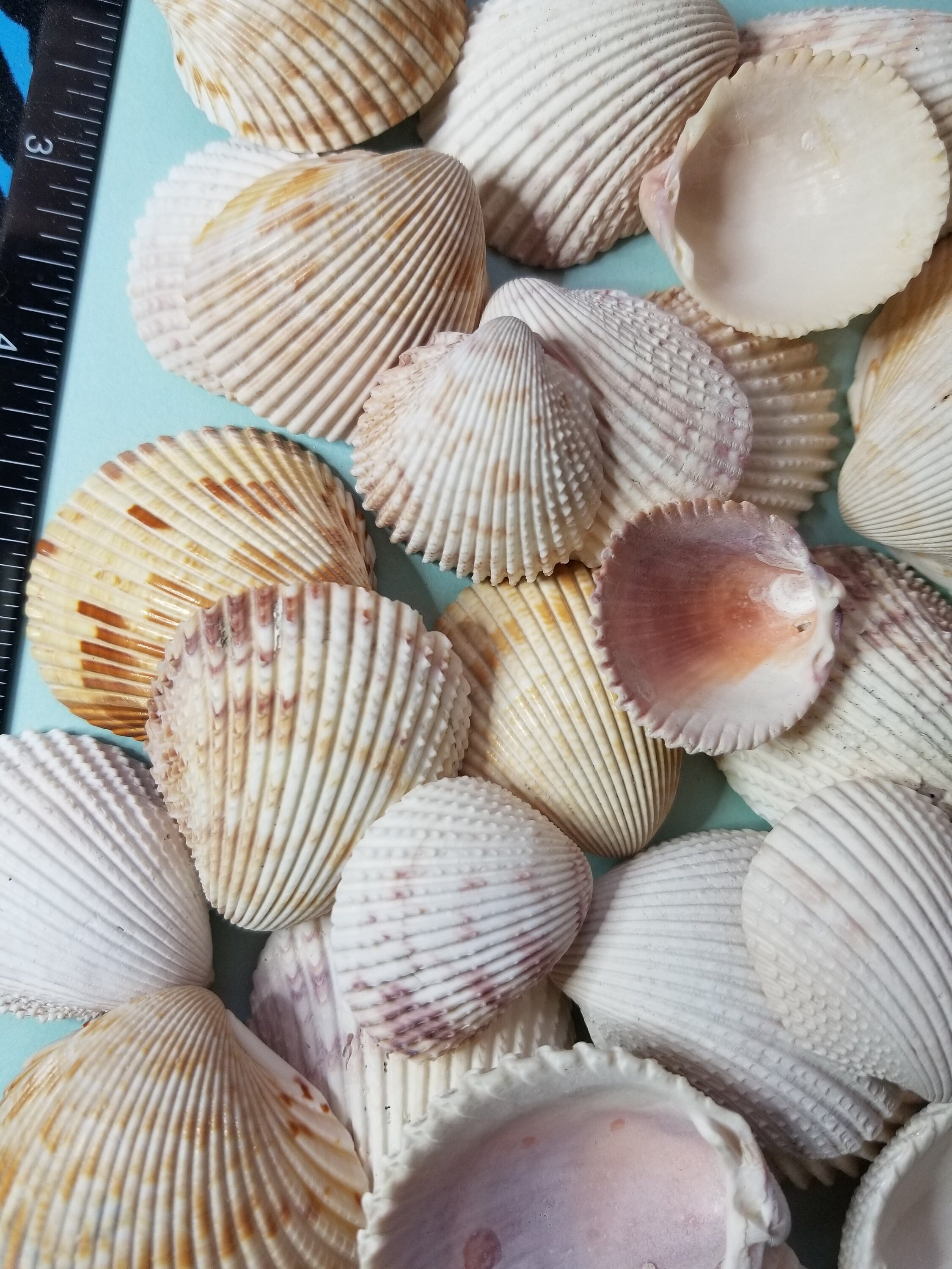 Medium Calico and White Clam Shells for Crafting - Etsy