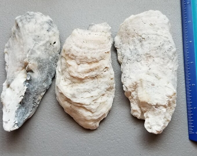 Large Natural Oyster Shells for Crafting Projects, Set of 3, Also Pink ...