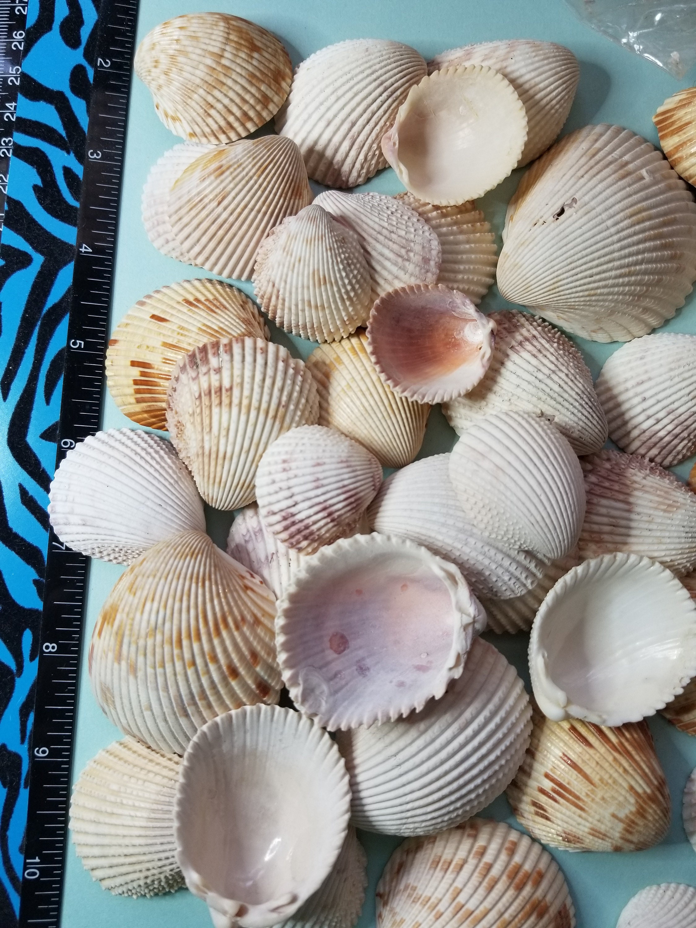 Medium Calico and White Clam Shells for Crafting - Etsy