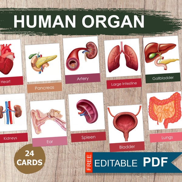Human Organ - Etsy