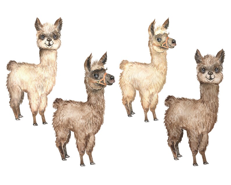 Llama Clipart Alpaca Clipart Cactus Clipart Animal Clipart - Etsy