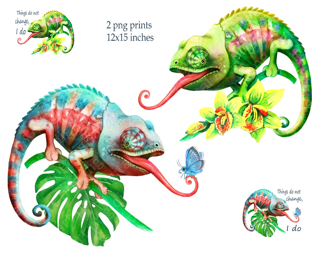 Chameleon Png Print, Tropical Reptile, Multicolored Chameleons ...