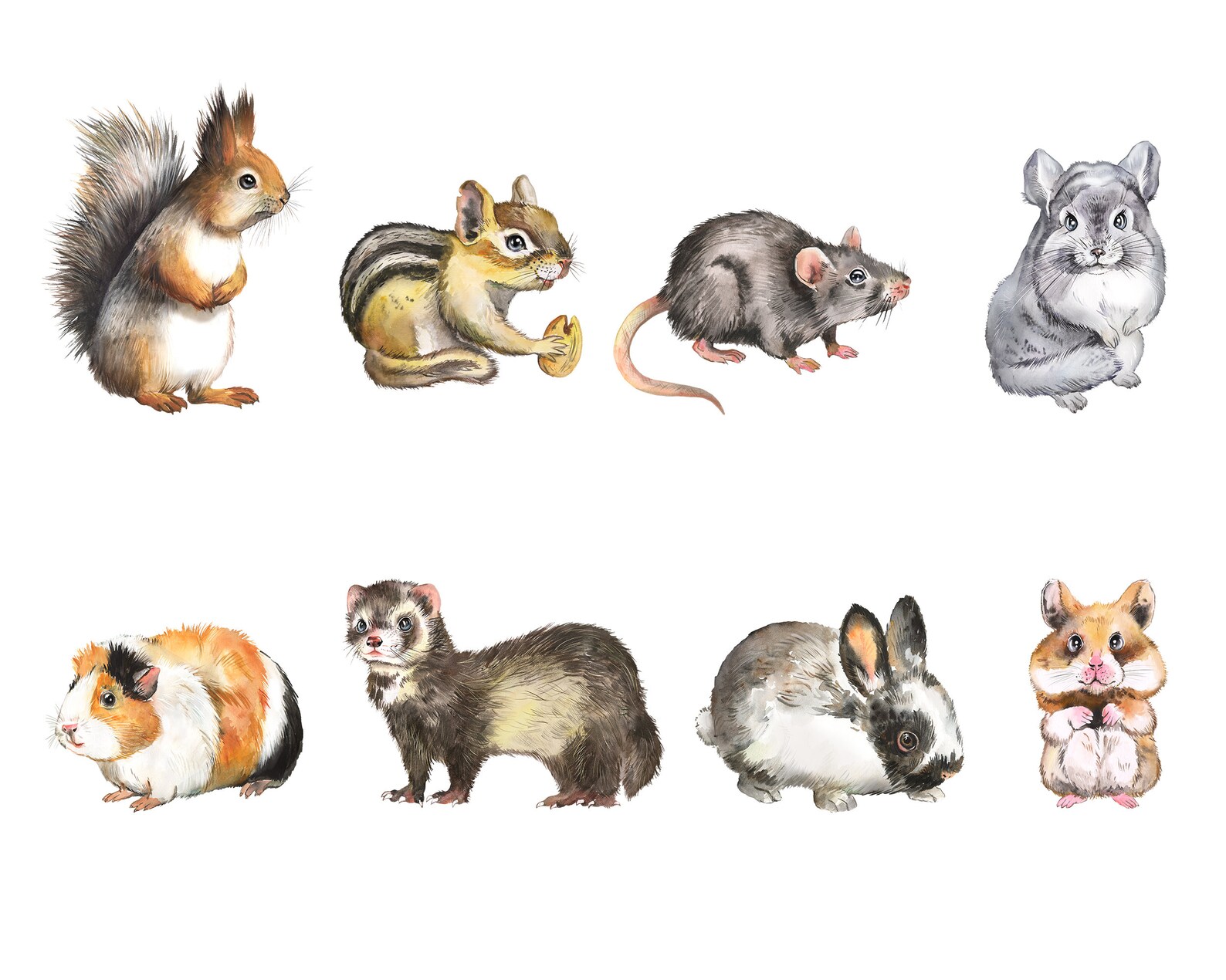 Pets Rodents Watercolor Clipart Animals Watercolor Set - Etsy