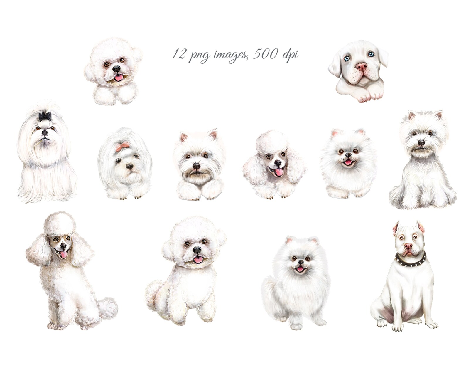 White Dogs Watercolor Clipart. White Dog Breeds. Boy With a - Etsy