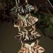 Patanga Ornaments Handmade Ceramic Moths Hanging Decoration Limited ...