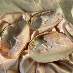 Mother of Pearl Shell | Pearlescent Iridescent Pastel Light Pink ...