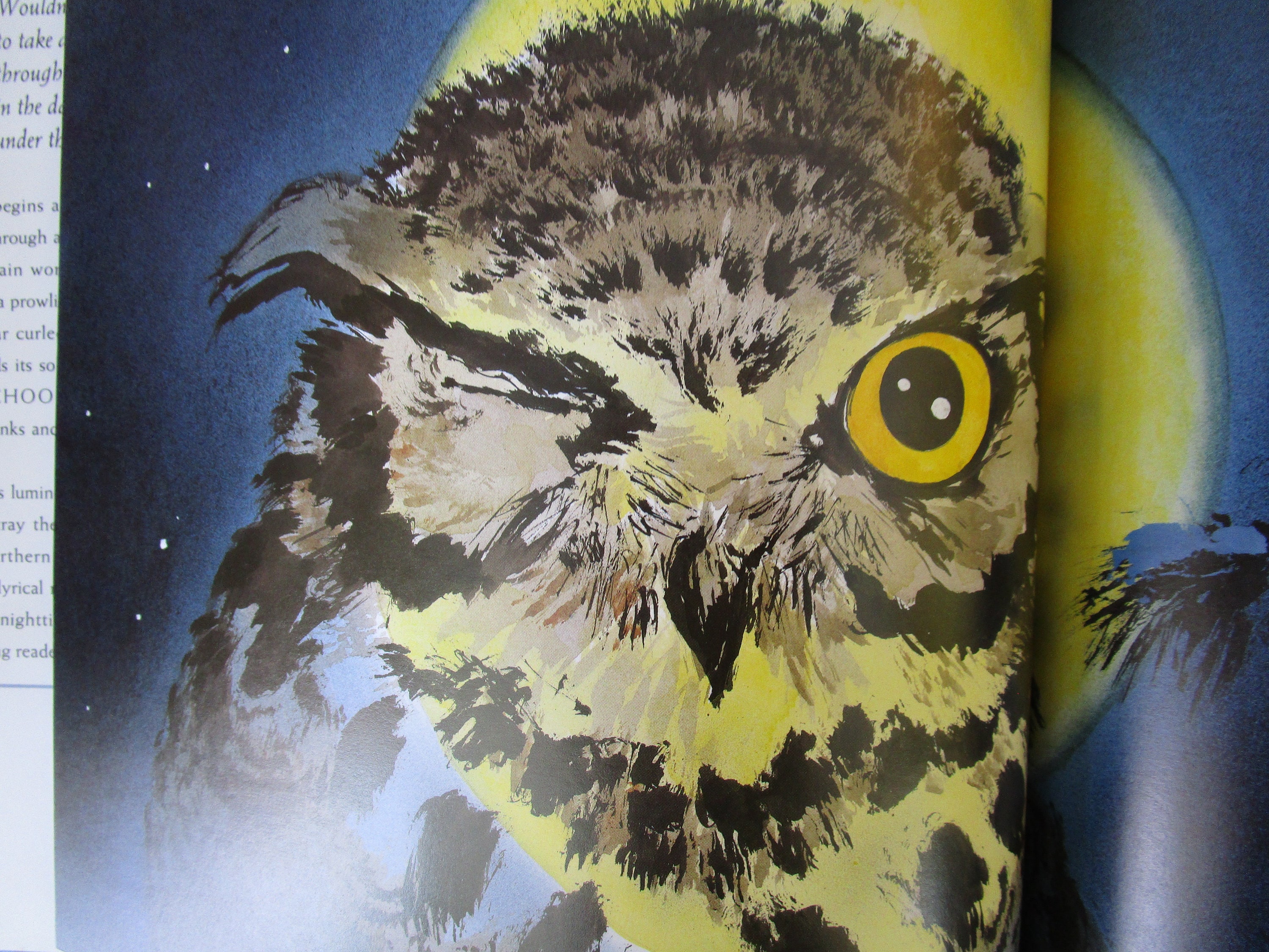 The Owl Became the Moon Children's Book - Etsy